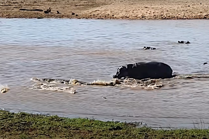 Agitated Hippos Steal Cow From Crocodiles Just Because They Can - Wide ...