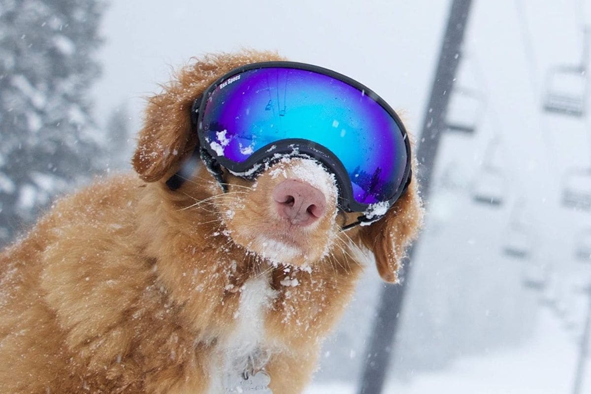 5 Best Dog Goggles of 2022 + Why & How to Put Them on Your Dog