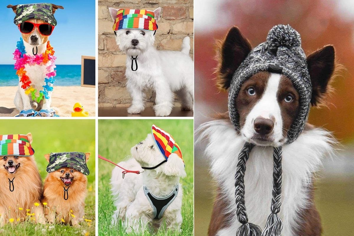 Hats for Dogs: 7 Adorable Caps and Beanies for Summer, Holidays + More