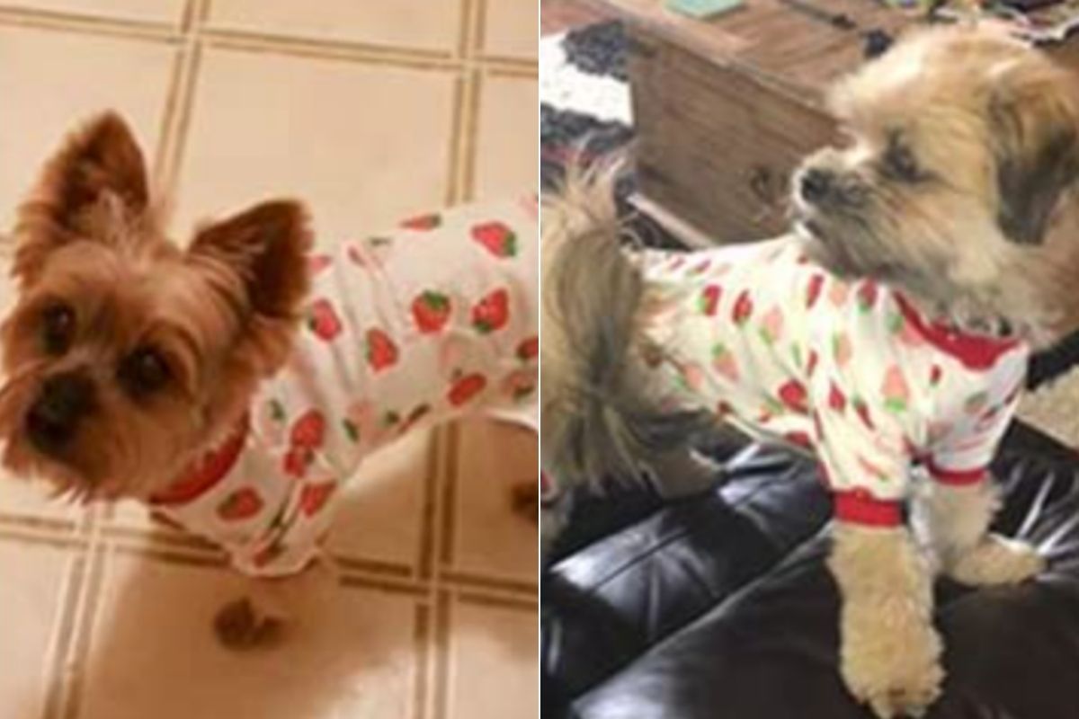 Dog Onesies: 5 Best of 2022 for Comfort, Shedding, Anxiety, And More