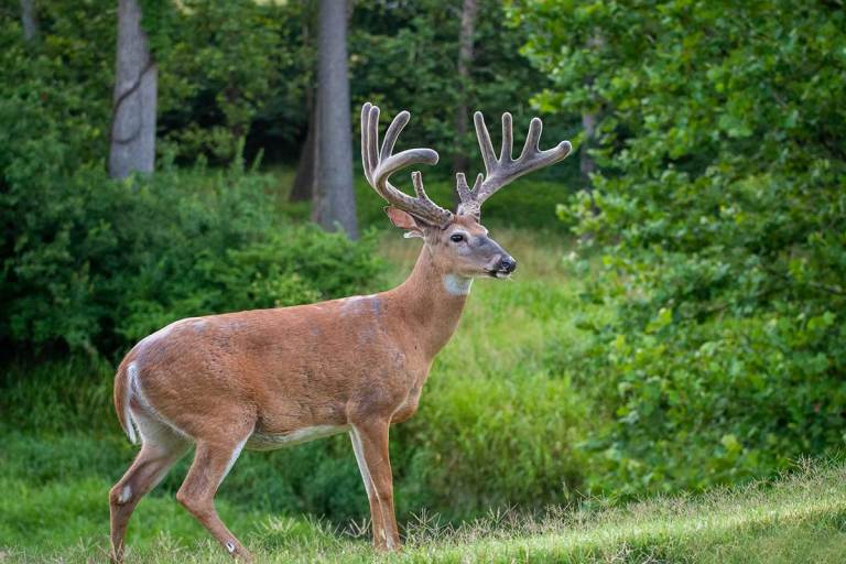 3 Best Deer Hunting States for Beginner Bowhunters - Wide Open Spaces