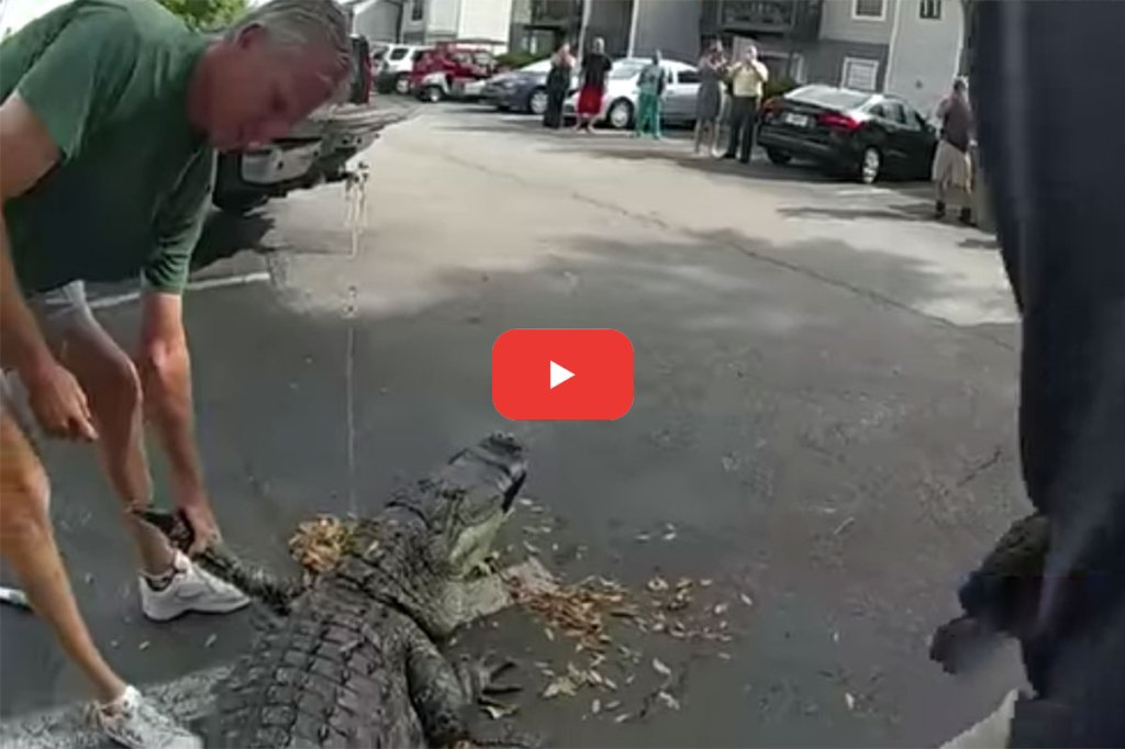 10-Foot, 2-Inch Alligator Spotted Underneath Parked Car in Florida ...