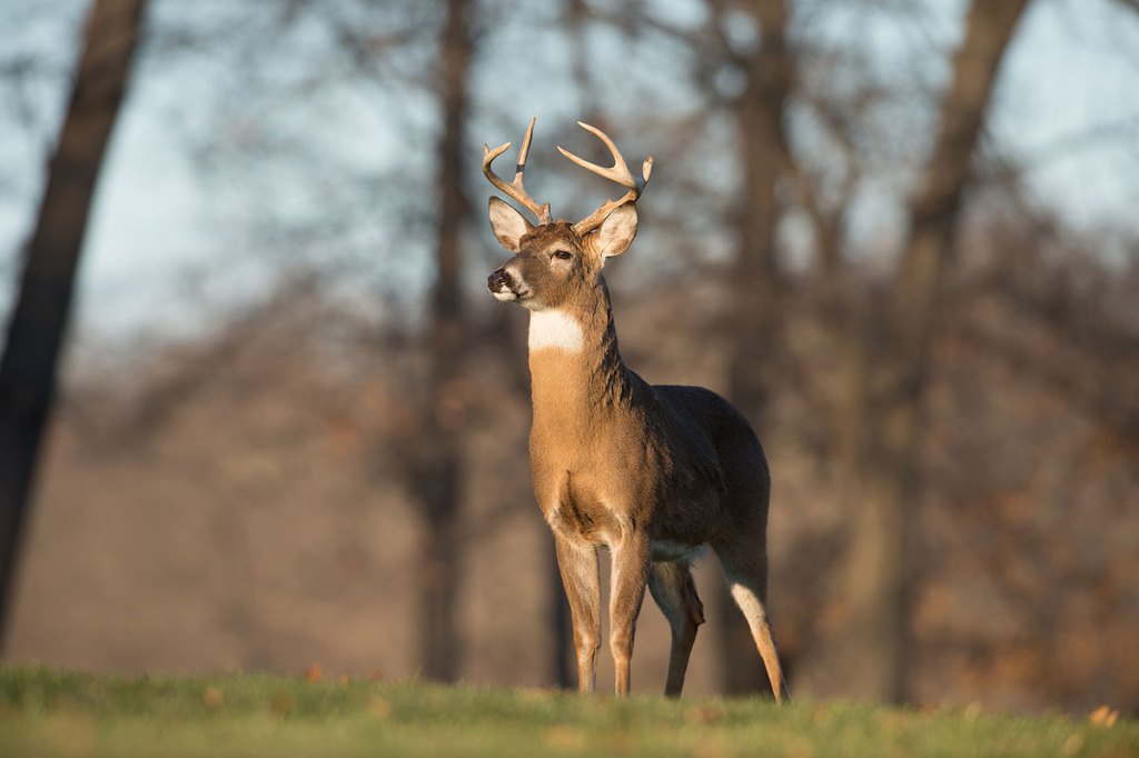 The Lifespan of the Whitetail Deer Across the United States