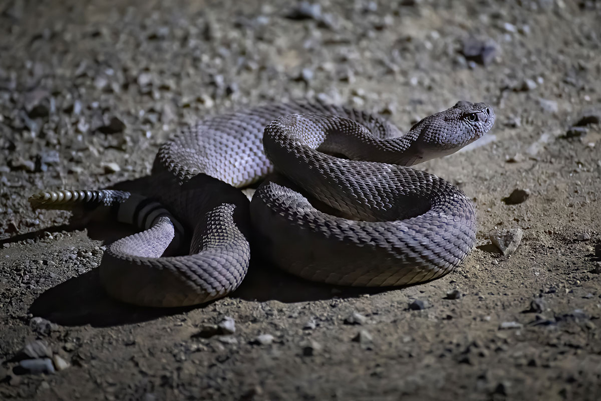 Snakes of California: How to Identify the 9 Most Common Species
