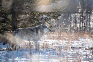The 6 Best Wolf Hunting Guns - Wide Open Spaces