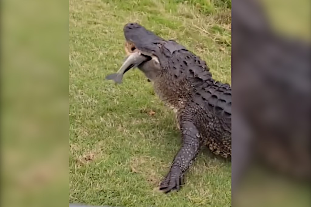 Watch This Great Blue Heron Chow Down on a Baby Alligator