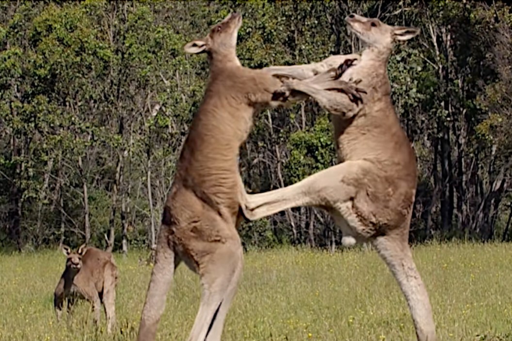 Kangaroo Fights Are Brief and Extremely Violent Affairs - Wide Open Spaces