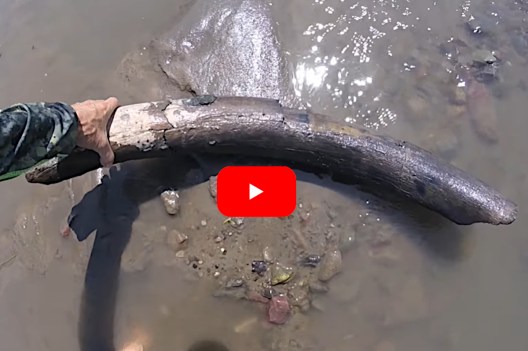 Why Elk Have Ivory Teeth, and How to Extract Them