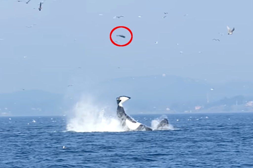 Orca Whale Sends Seal Flying Nearly 80 Feet With a Flip of the Tail ...