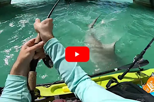 Kayak Angler Nearly Gets Swamped By Shark Lunging At His Catch - Wide ...