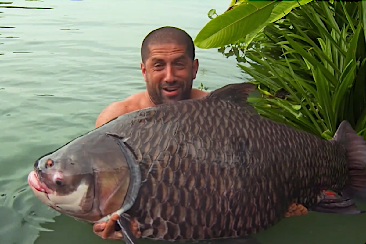 Giant, 128-Pound Siamese Carp is a Handful for Any Angler - Wide Open ...
