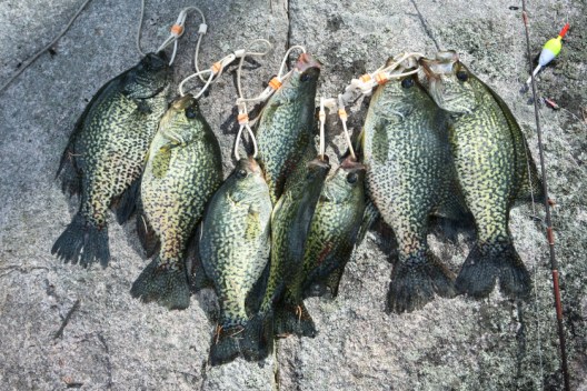 Summer Crappie Fishing: How to Find and Catch Them After the Spawn