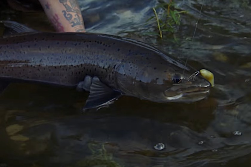 Jeremy Wade Tangles With the Fascinating Siberian Taimen - Wide Open Spaces