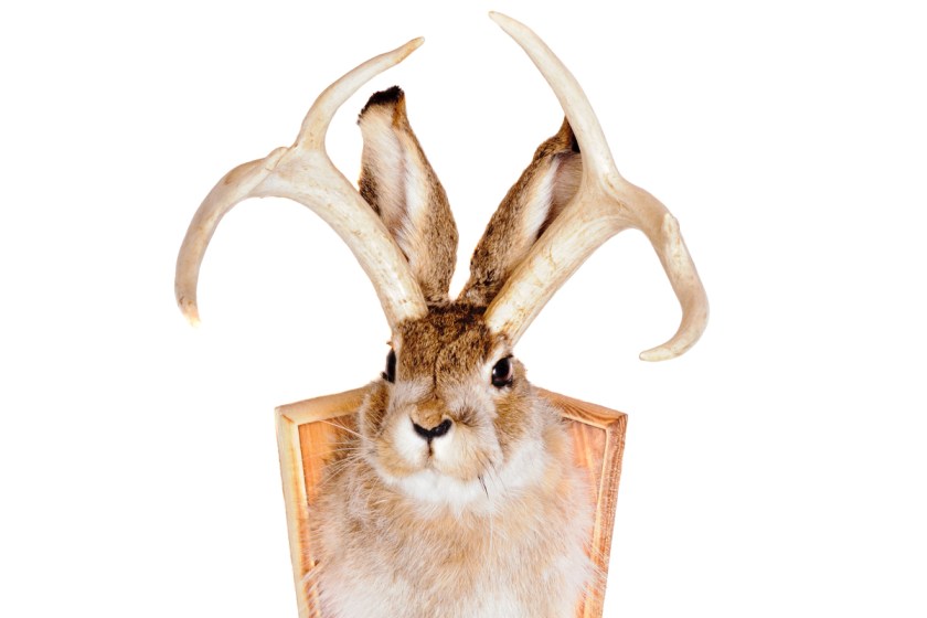 What is a Jackalope? The Weird History Behind a Legend of the American ...