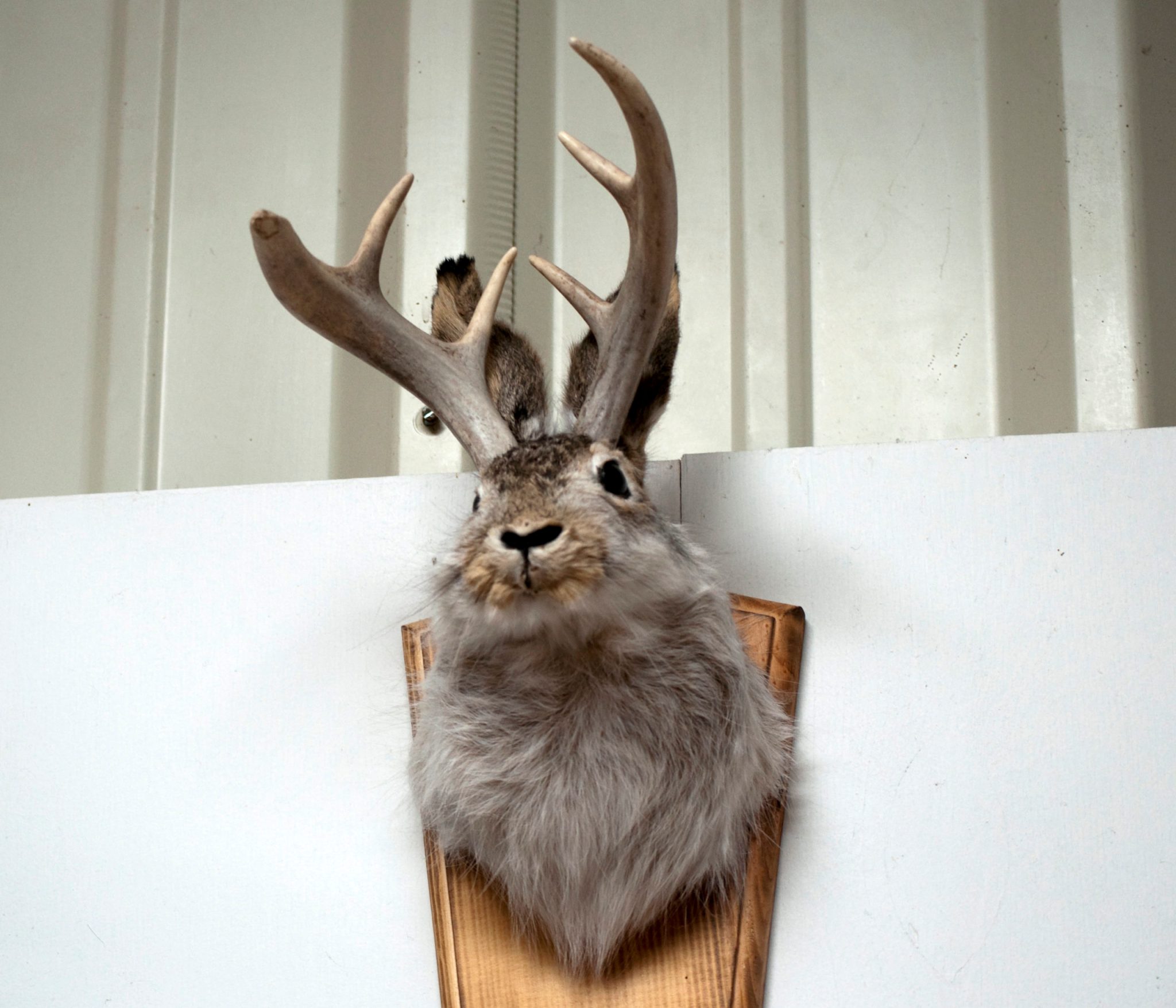 What is a Jackalope? The Weird History Behind a Legend of the American ...
