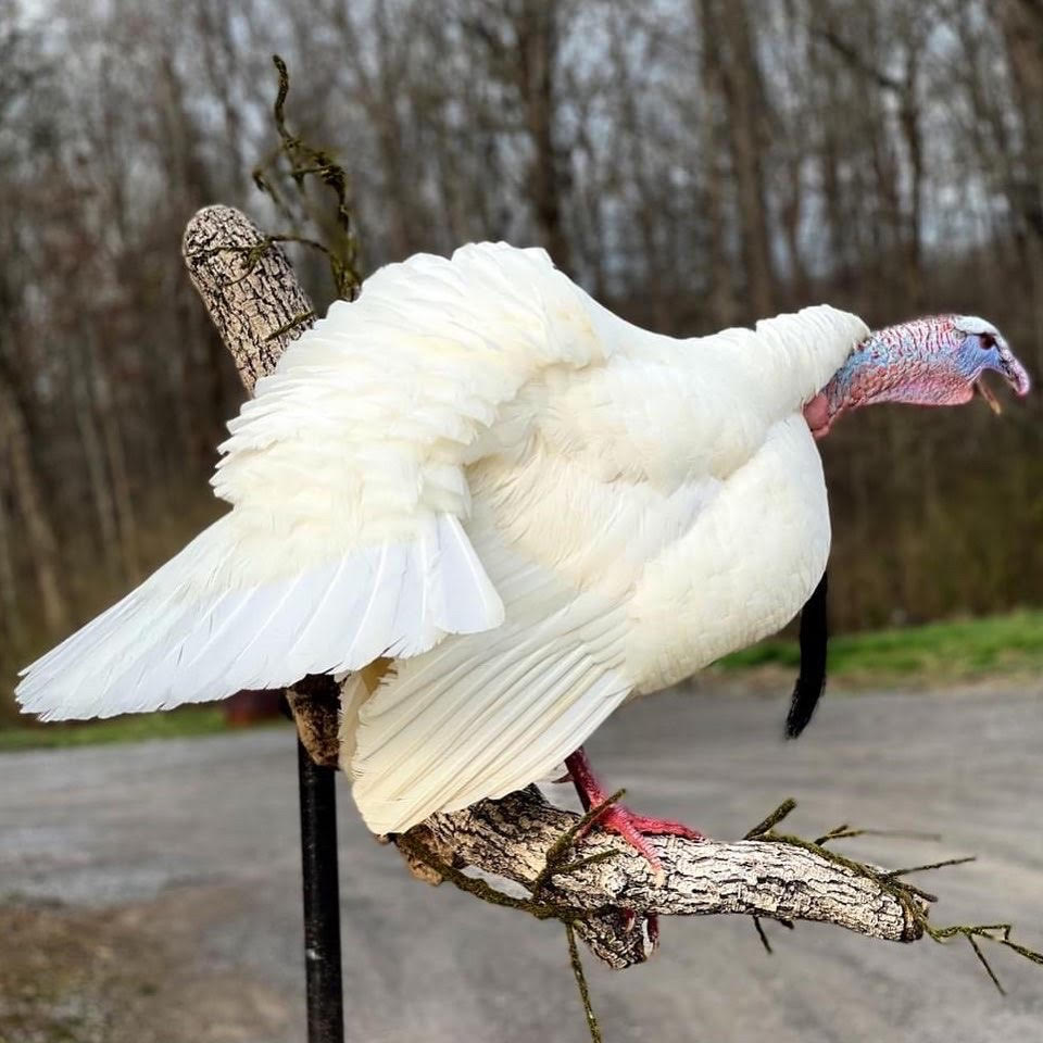 "The Ghost:" A Legendary Tennessee Public Land Turkey With Feathers ...