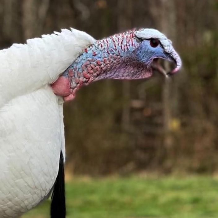 "The Ghost:" A Legendary Tennessee Public Land Turkey With Feathers ...