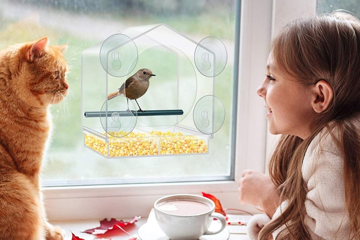 10 Best Window Bird Feeders of 2022 for Bird Watching From Indoors
