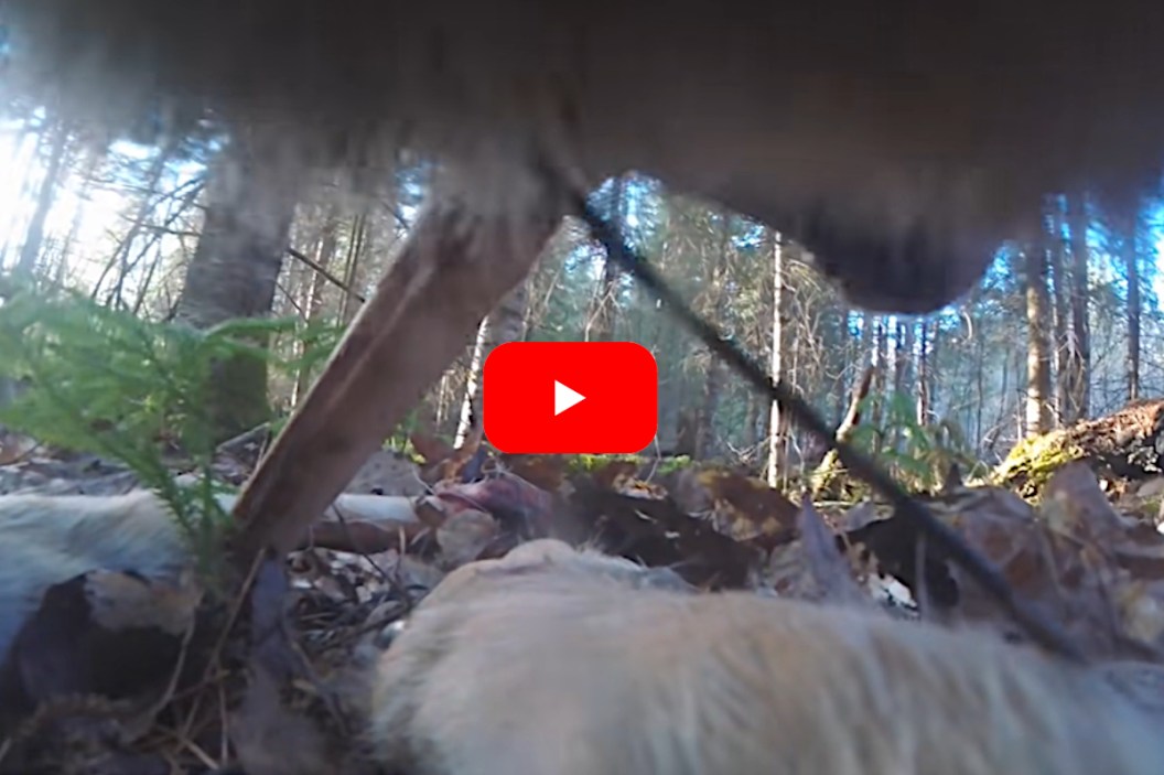 Collar Camera Attached to Wild Wolf Gives Unique Look at the Predator's ...
