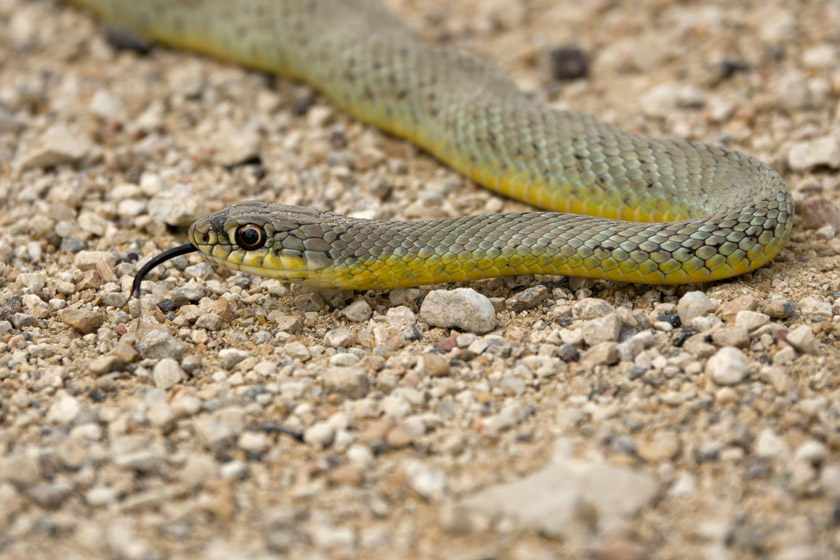 Snakes of California: How to Identify the 9 Most Common Species