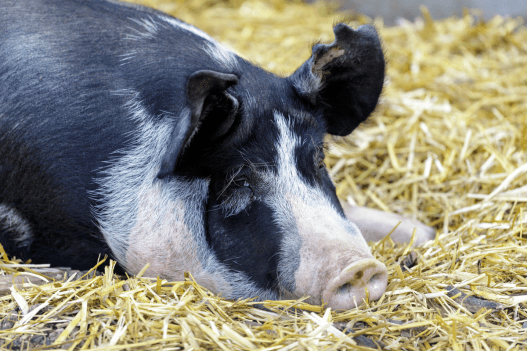 Berkshire Pigs: Why You Should Add This Ancient Pig Breed To Your Home