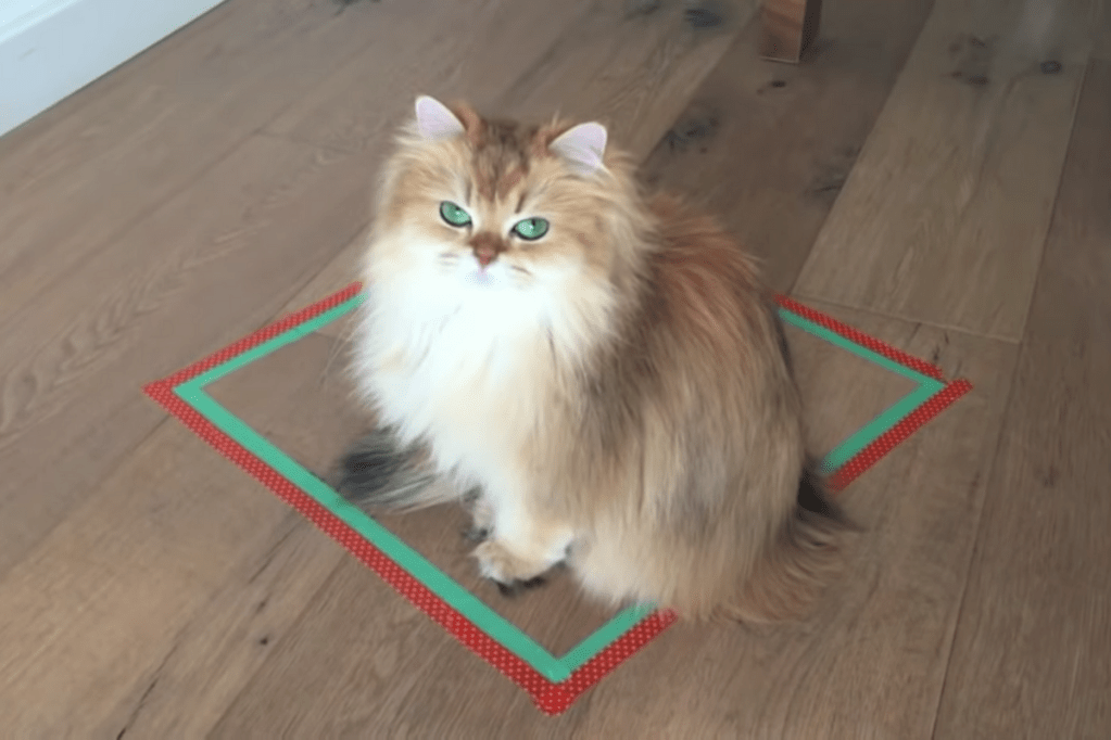 Cat Cubes Explained: The Science of Why Kitties Love Squares