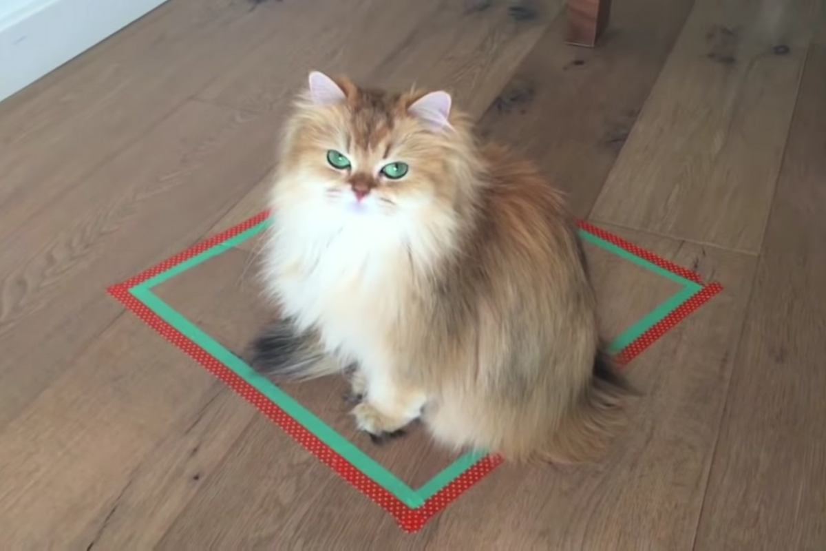 Cat Cubes Explained: The Science of Why Kitties Love Squares