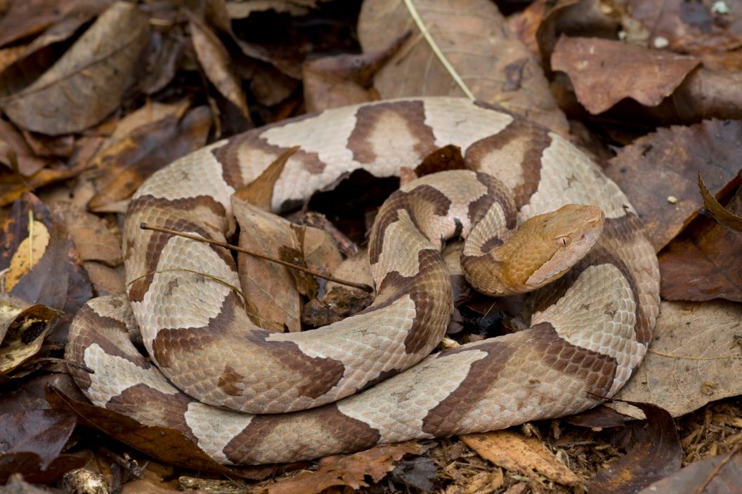 Florida Snakes: The Common Species You Might Encounter - Wide Open Spaces
