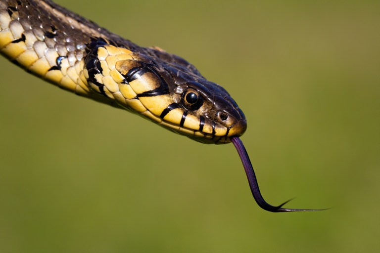 5 Quick Ways to Tell if a Snake is Harmless or Venomous