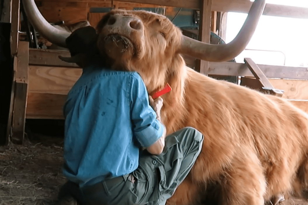 "Hamish The Hugging Steer" Loves Cowboy Snuggles - Wide Open Spaces