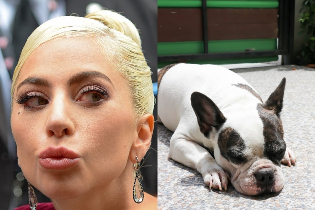 Lady Gaga's Dogs: What Happened + Where Are The Dognappers Now?
