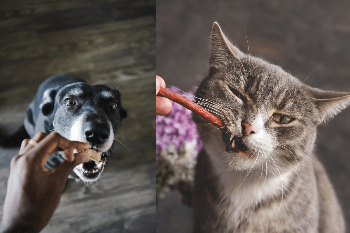 Organic Pet Treats: 5 Top Choices + The One My Dog Loved Most