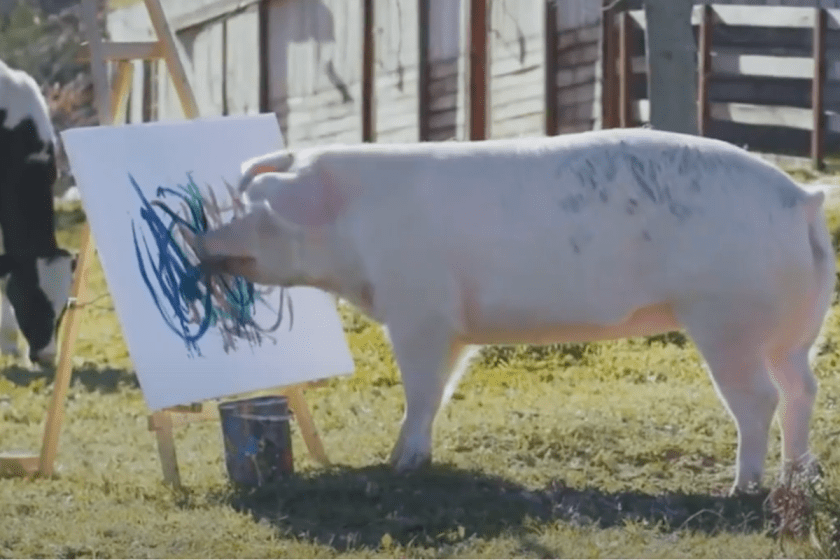 Pigcasso the Painting Pig, Creator of Masterpieces! - Wide Open Spaces