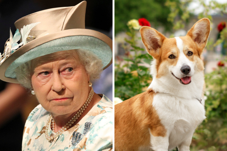 Queen Elizabeth's Dog, Fergus, Dies at Just Five Months Old