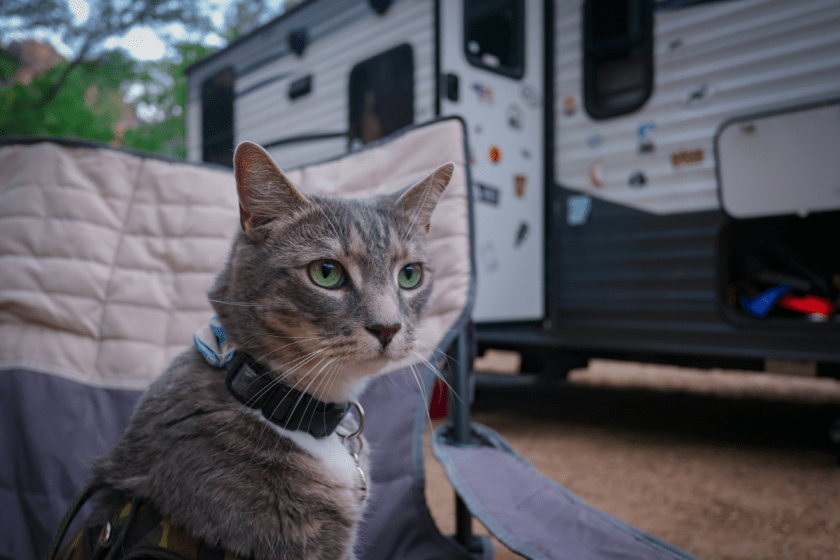RVing with Cats: 5 Simple, Effective Travel Tips For Anxious Cats