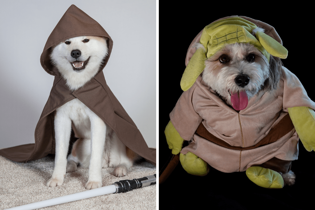 7 Best Star Wars Dog Costumes - May the Fourth Costume Ideas