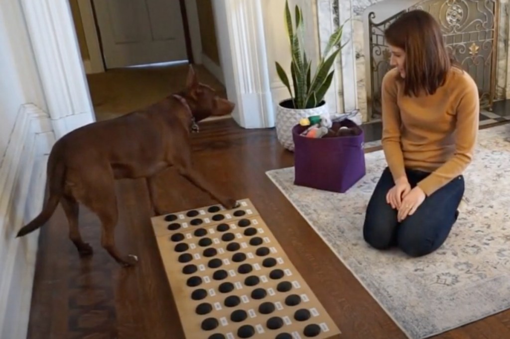 Stella The Talking Dog: New Book by Christina Hunger Details Journey