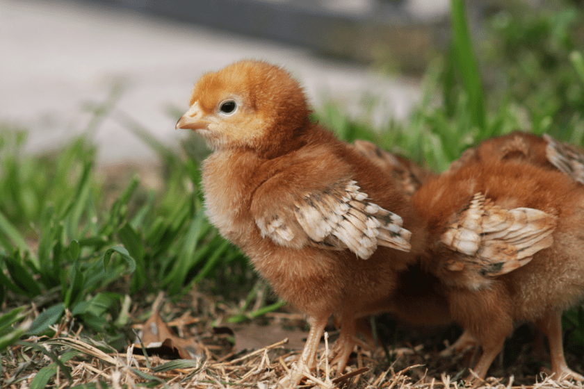 Rhode Island Red: 5 Reasons These Chicks Are Perfect Homestead Birds