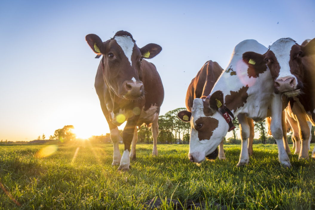 How Long Do Cows Live? Expected Lifespans of Dairy vs. Beef Cows