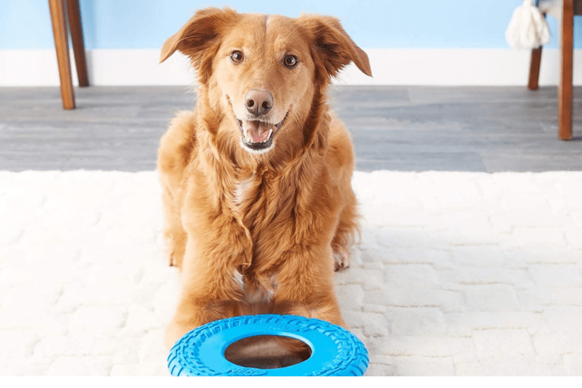 Dog Frisbee: 5 Best of 2021 (Floating, Durable, and More)