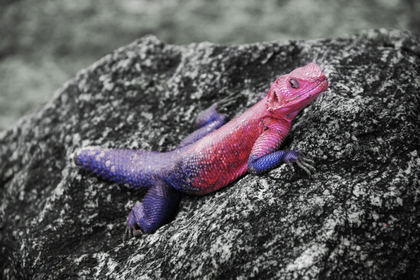 Purple Animals: 11 Critters Putting Barney To Shame - Wide Open Spaces
