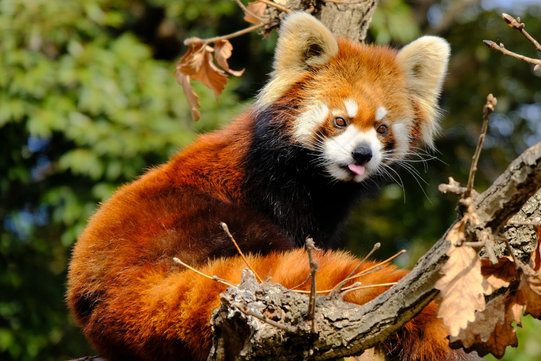 Orange Animals: 11 Of Nature's Brightest Traffic Cones - Wide Open Spaces