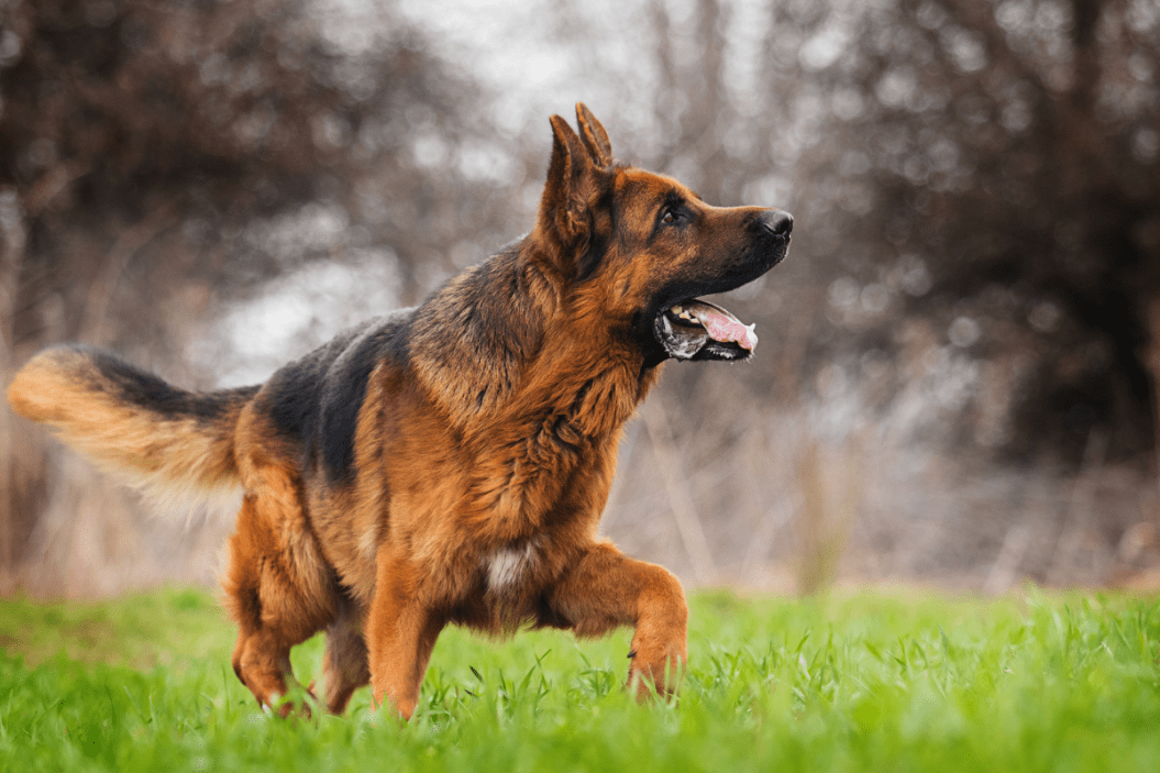 Types of German Shepherds - Differences in GSD Breed Variations