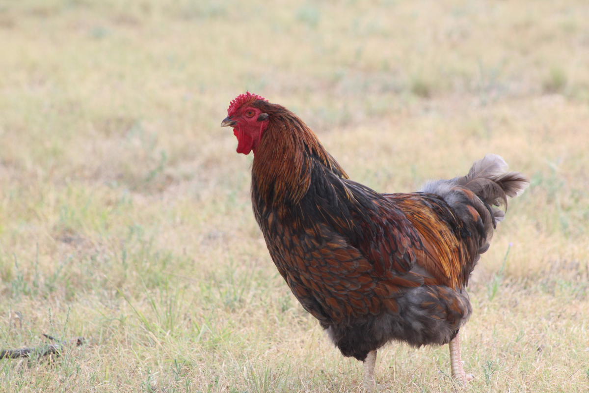 Cuckoo Maran: Appearance, Temperament and Egg Laying