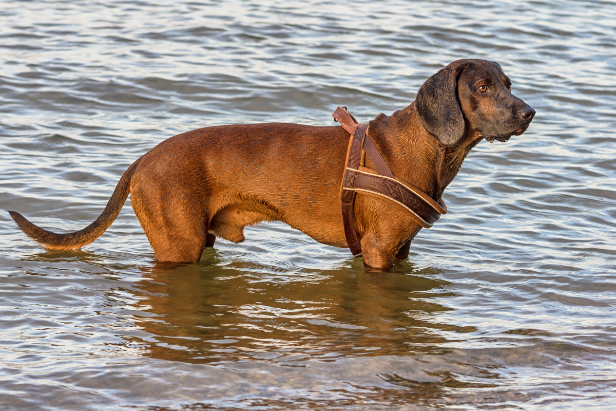 Redbone Coonhound: 5 Facts About This Favorite Hunting Hound