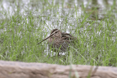 Snipe Hunting 101: How to Find and Harvest This Unique Bird