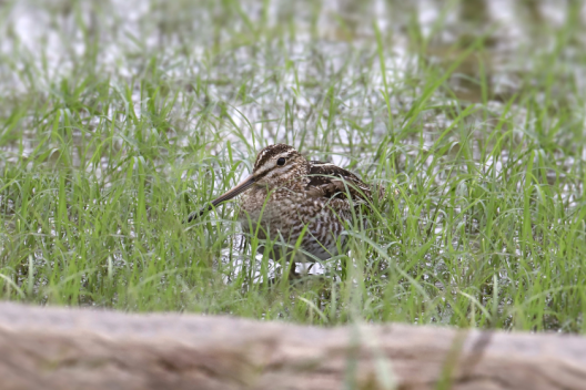 Snipe Hunting 101: How to Find and Harvest This Unique Bird
