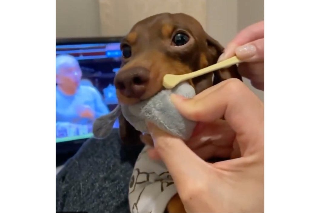 Brushing Dog's Teeth Too Hard? Try This 4-Step Hack