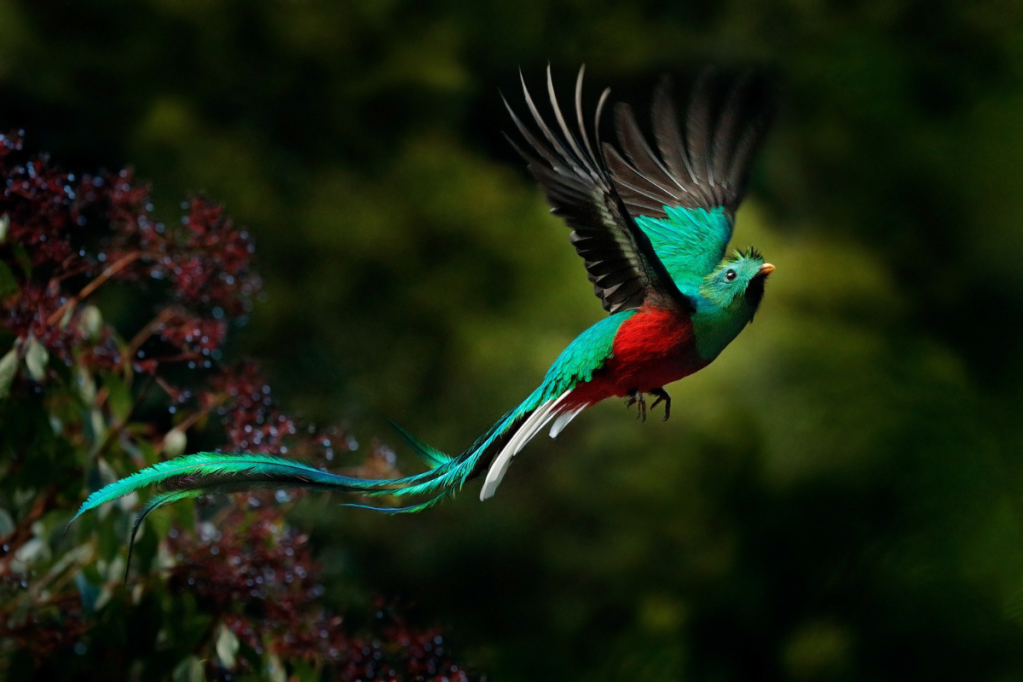 Green Animals: 12 Wild Ones to Know About - Wide Open Spaces