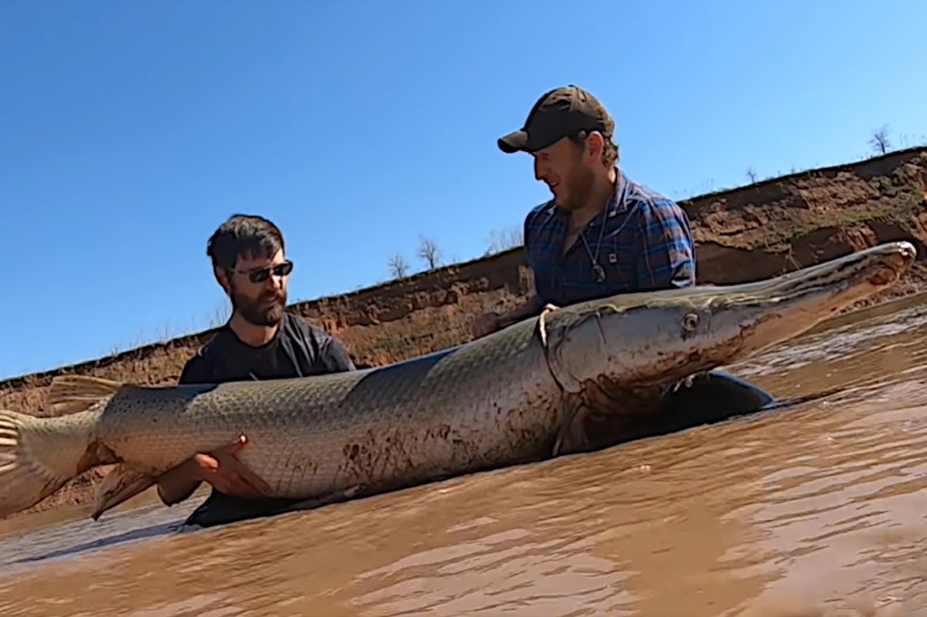Anglers Land 8-Foot, 240+ Pound Alligator Gar While Bank Fishing - Wide ...
